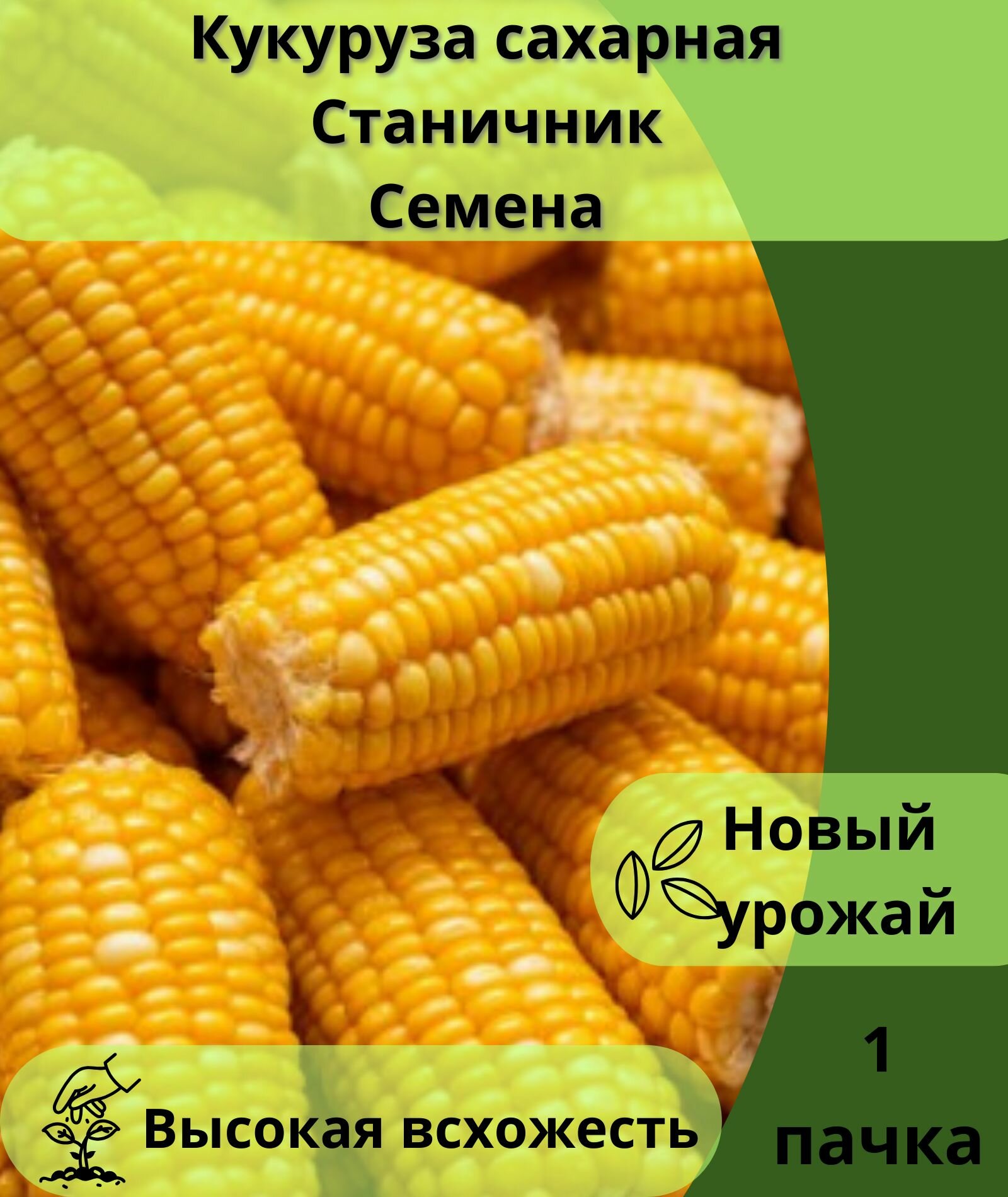 Кукуруза сахарная "Станичник", семена 10шт
