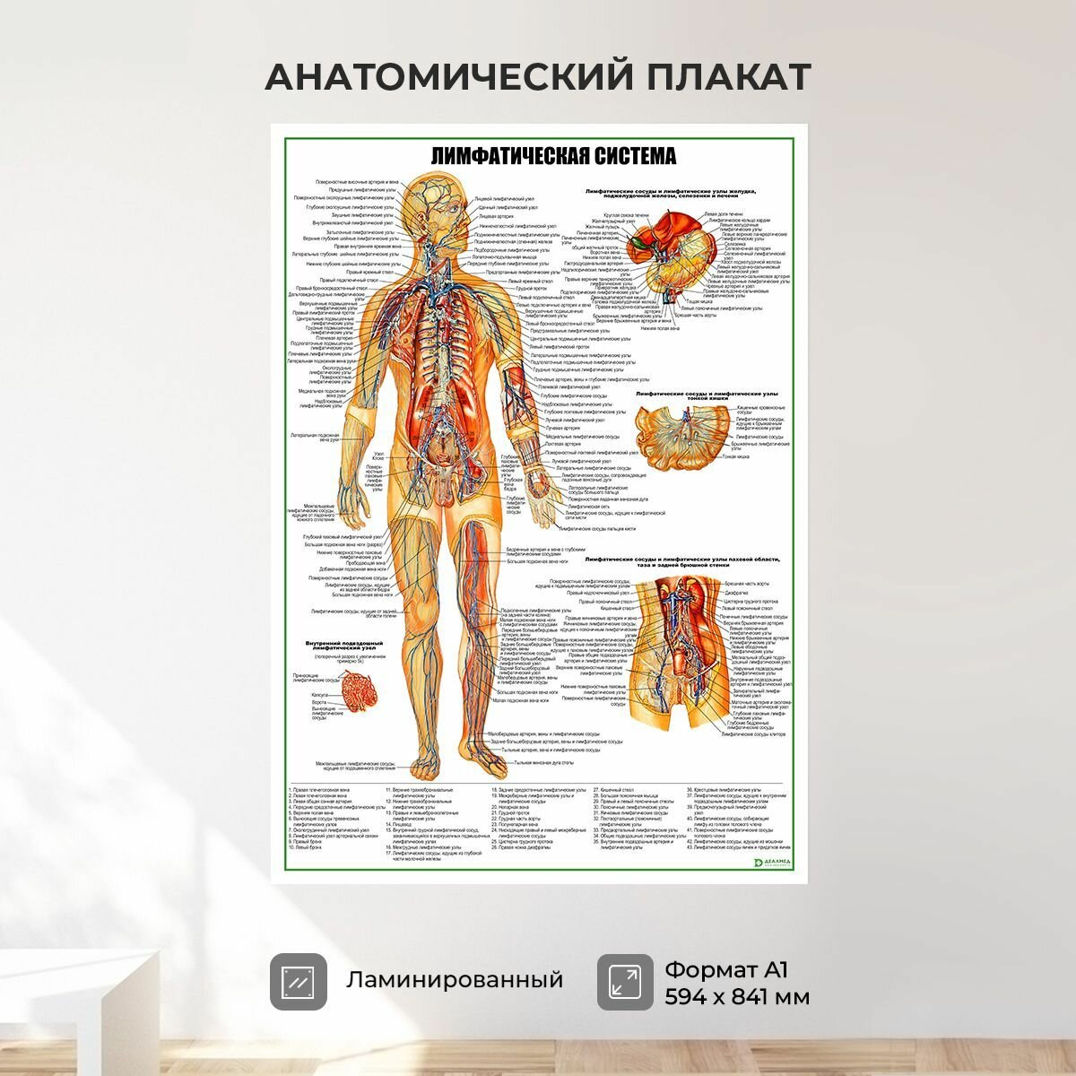 Обучающий медицинский плакат анатомия Лимфатическая система А1