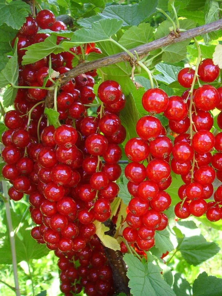 Смородина красная крупная Натали. 1 шт смородины, морозостойкий сорт, высокоурожайный