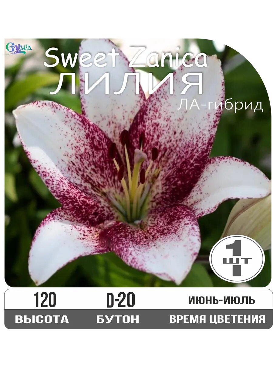 Лилия луковицы многолетние Свит Заника, ЛА-гибрид, 1шт.