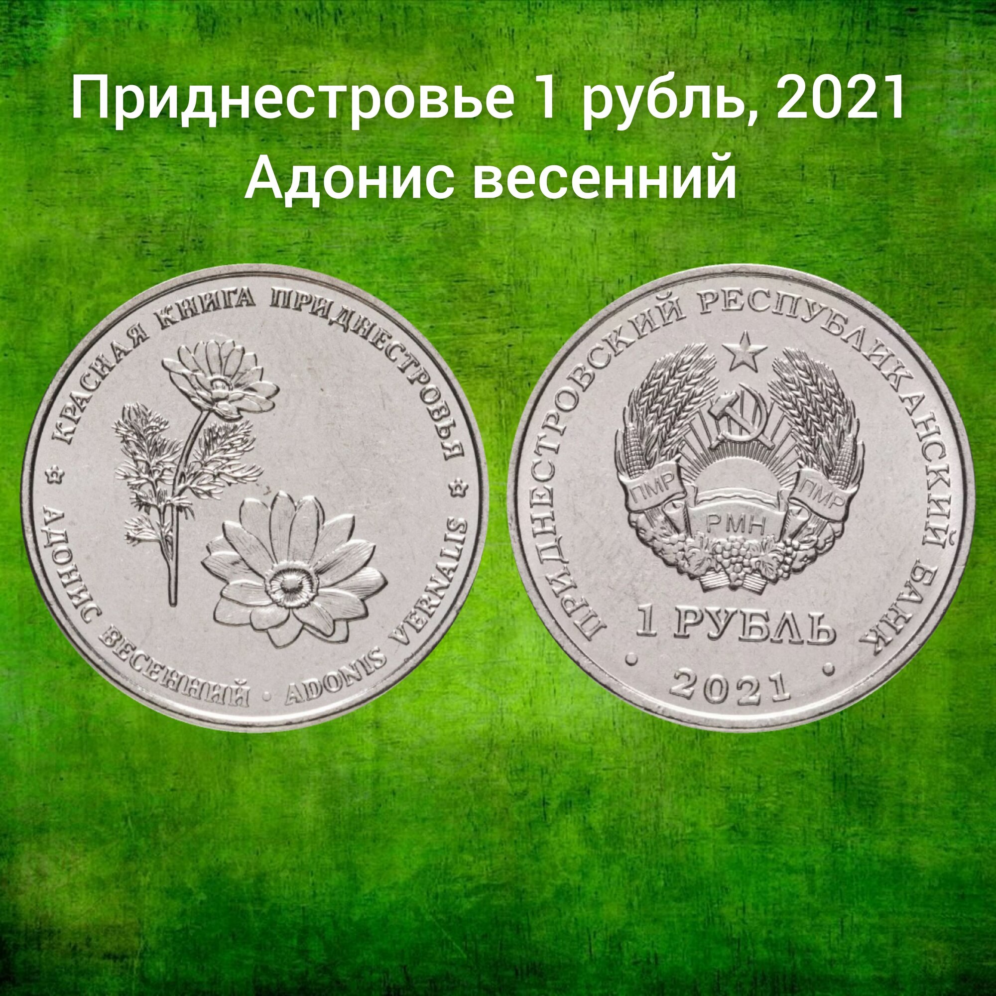Приднестровье 1 рубль, 2021 Красная книга - Адонис весенний