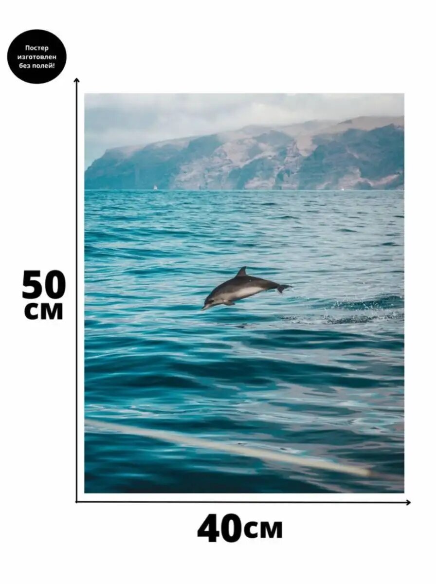 Постер Пляж лодка бриз дельфин море океан