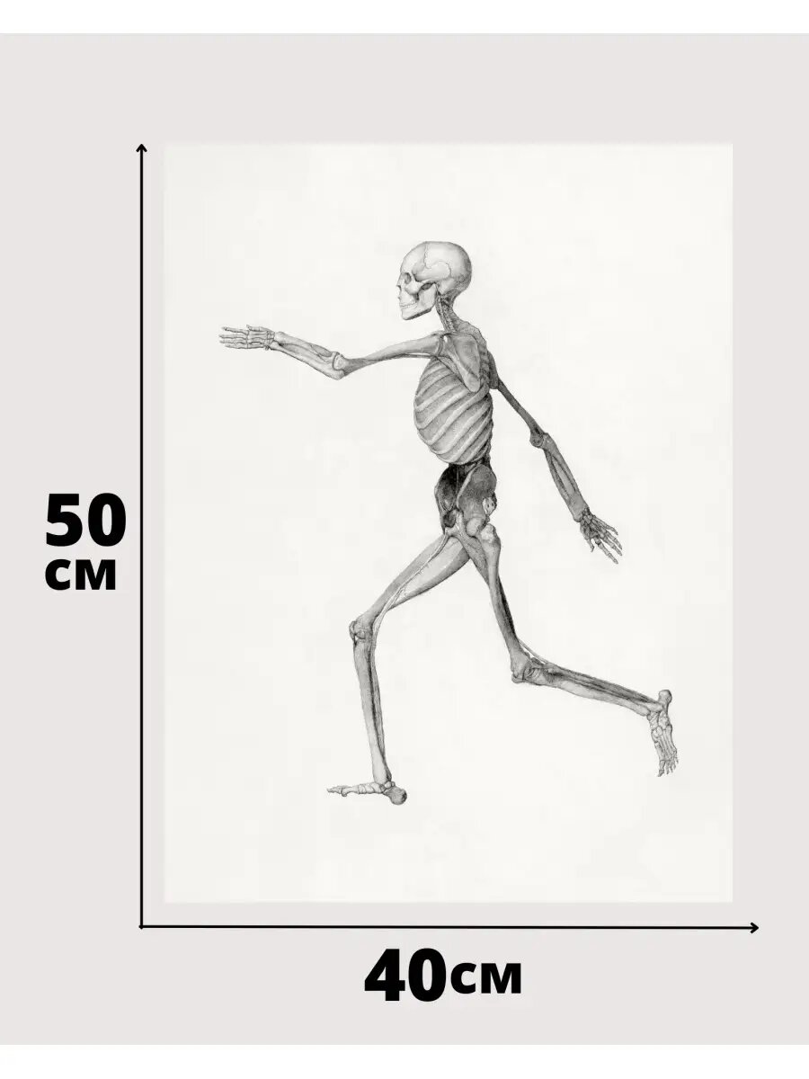 Постер скелет анатомия человек