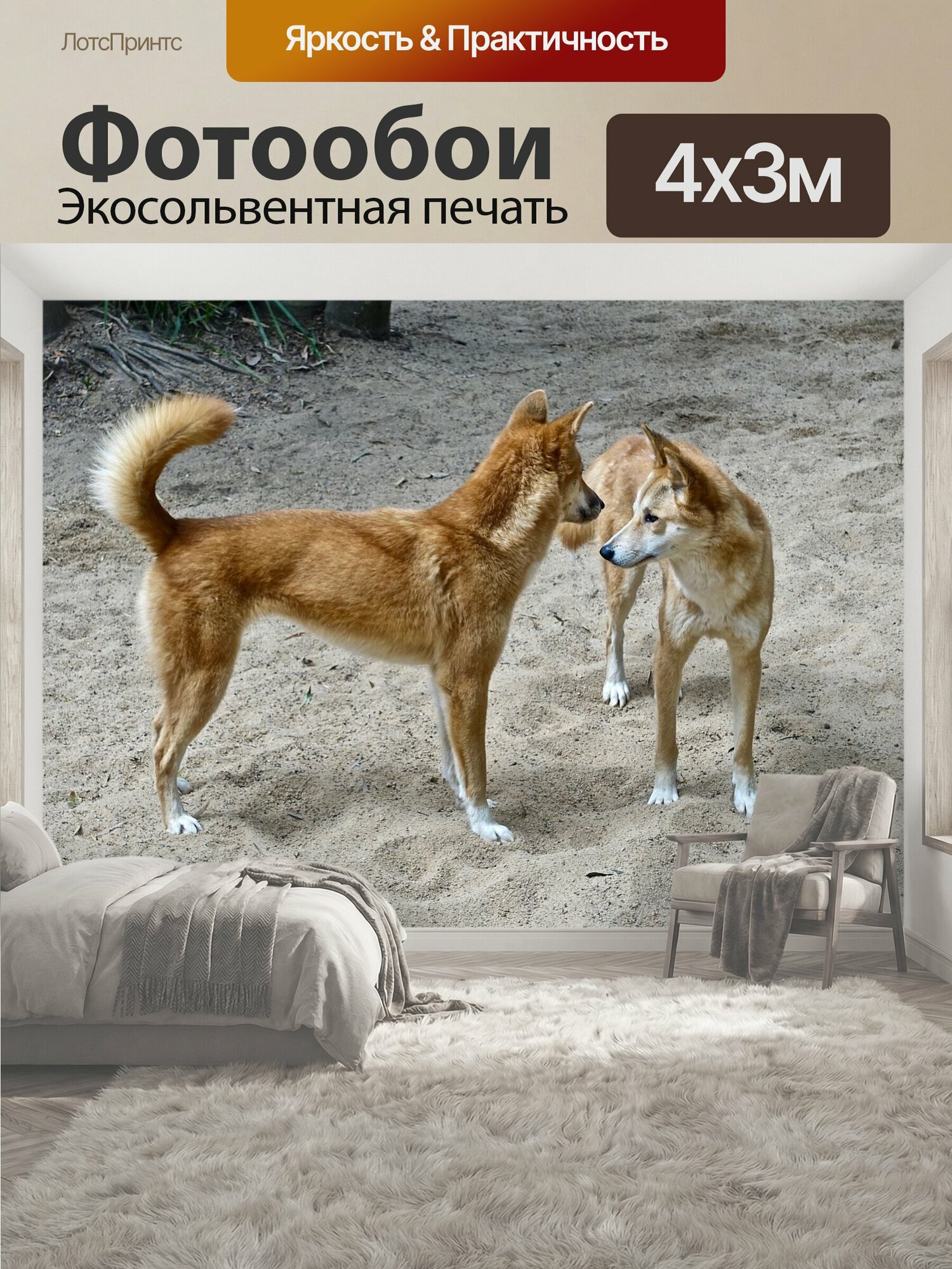 Фотообои "Динго, собака, собачий" 400x300 см. экосольвентная печать
