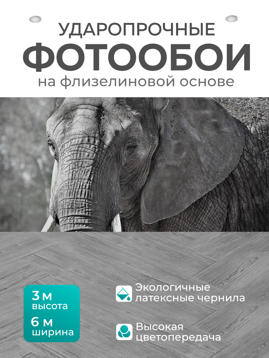 Фотообои моющиеся ударопрочные "Слон, африке, саванновый африканский слон" 600x300 см. флизелиновые на стену