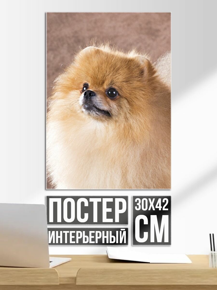 Постер на стену Шпиц крупным планом