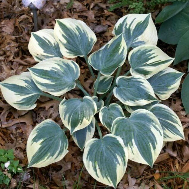 Хоста Фирн Лайн , C2 (1 корневище в пакете с торфом), Нидерланды