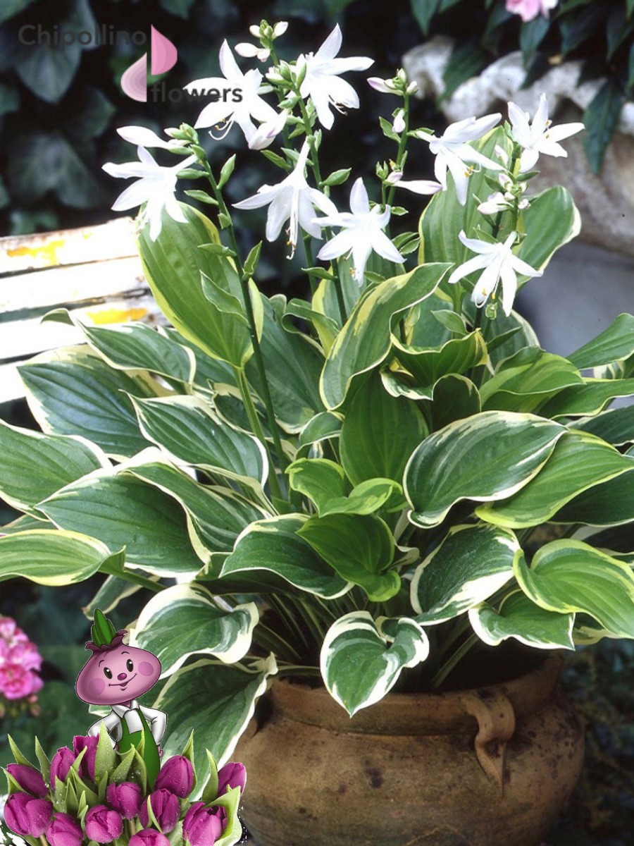 Клубни цветов, chipollino flowers, Хоста SO SWEET ( 1 штука )