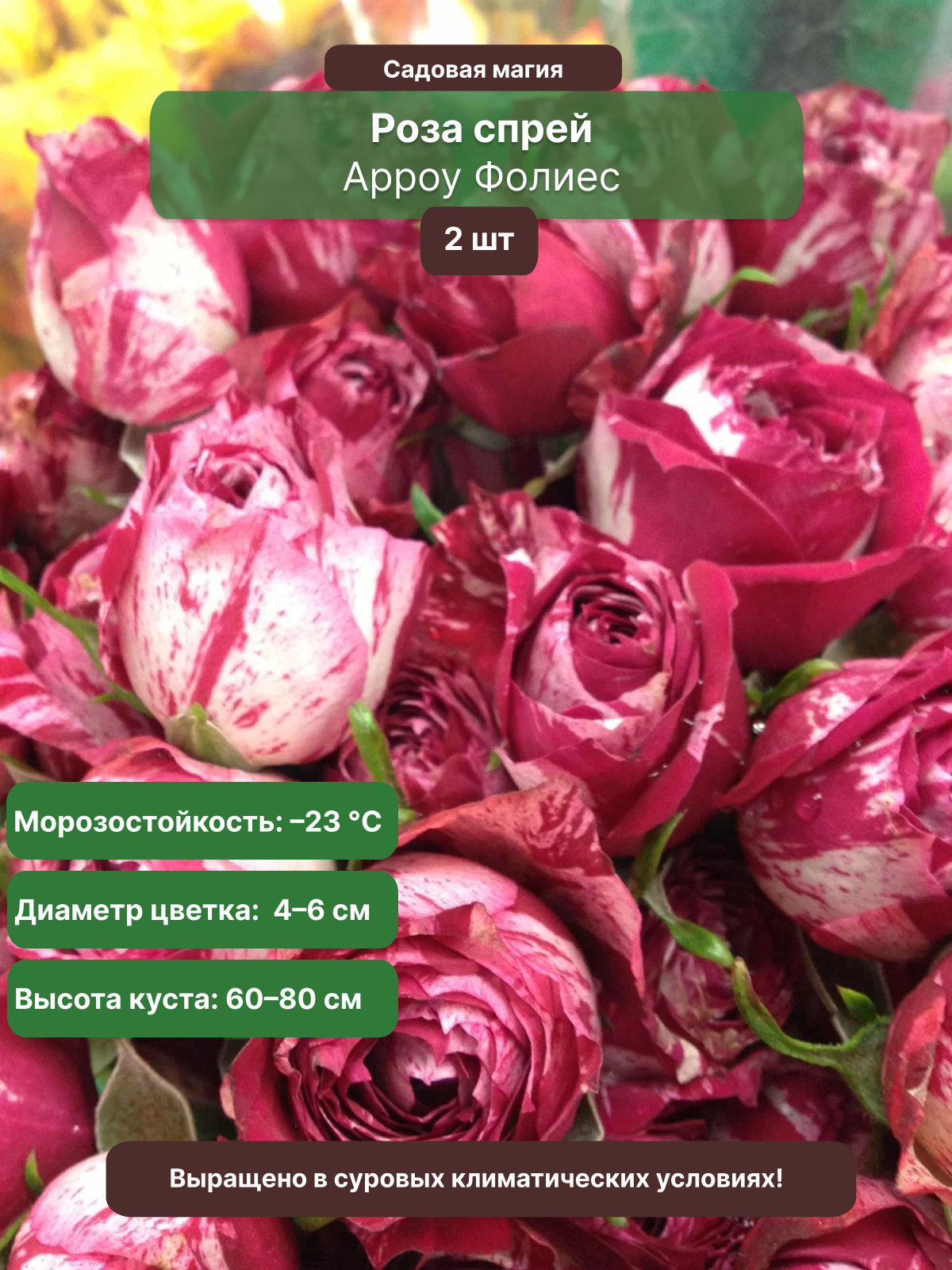 Роза спрей "Арроу Фолиес", 2 саженца, многолетняя, белая/красная/розовая/светло-розовая