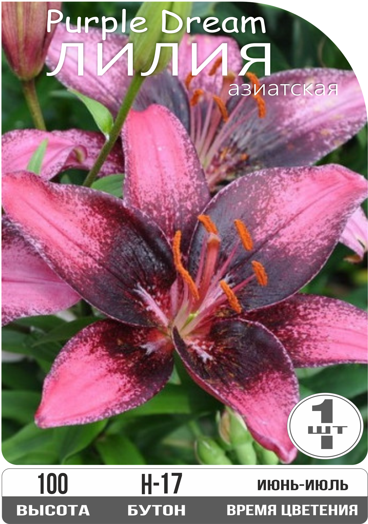 Лилия луковицы многолетние Пурпл Дрим, азиатская, высота 100 см, 1шт