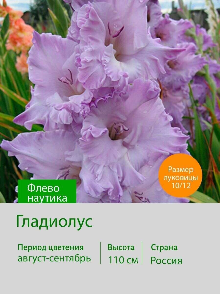 Гладиолус Флево Наутика луковицы 10 шт сотка