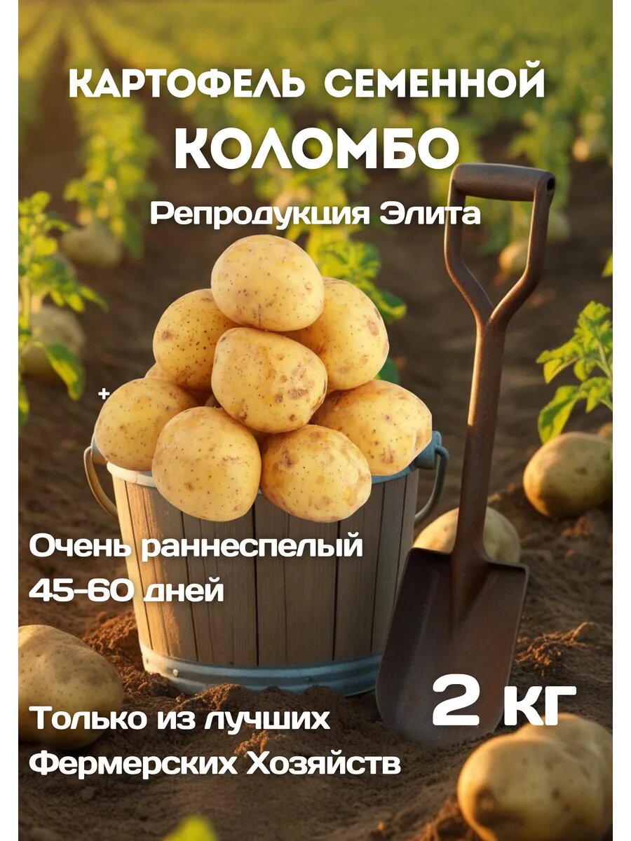 Картофель на посадку Коломбо
