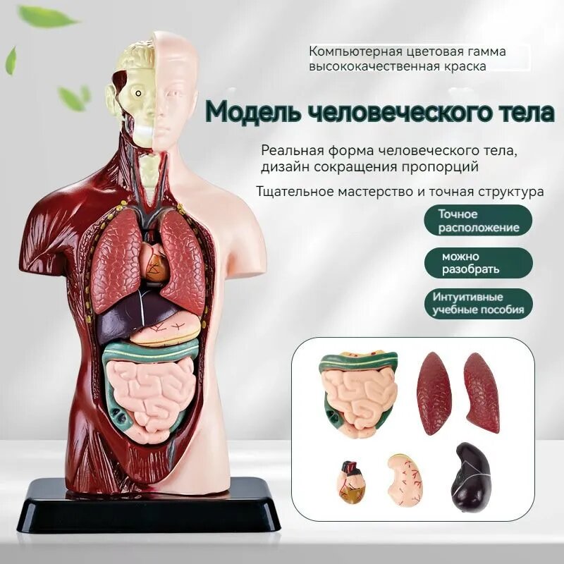 Анатомическая модель Детская группа научных экспериментов "анатомическое строение тела, скелет + внутренние органы", для детей