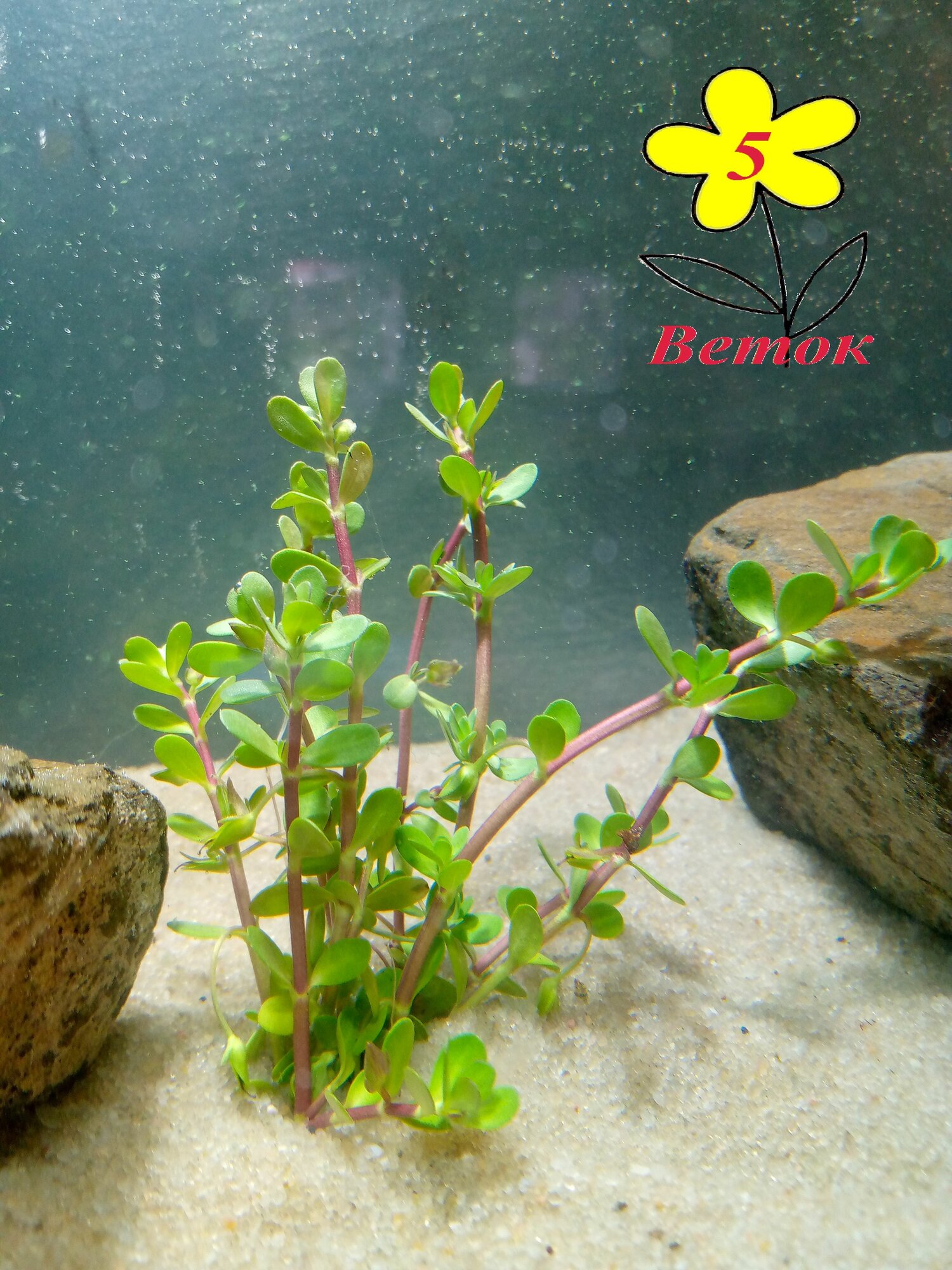 Бакопа Монье (5 веток) (Bacopa monnieri). Живое аквариумное растение