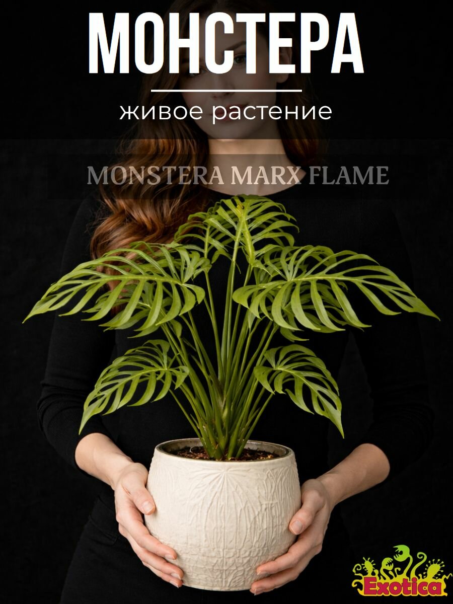 Монстера Бурле Маркс Флэйм (Monstera Burle Marx Flame) D6см, домашнее растение