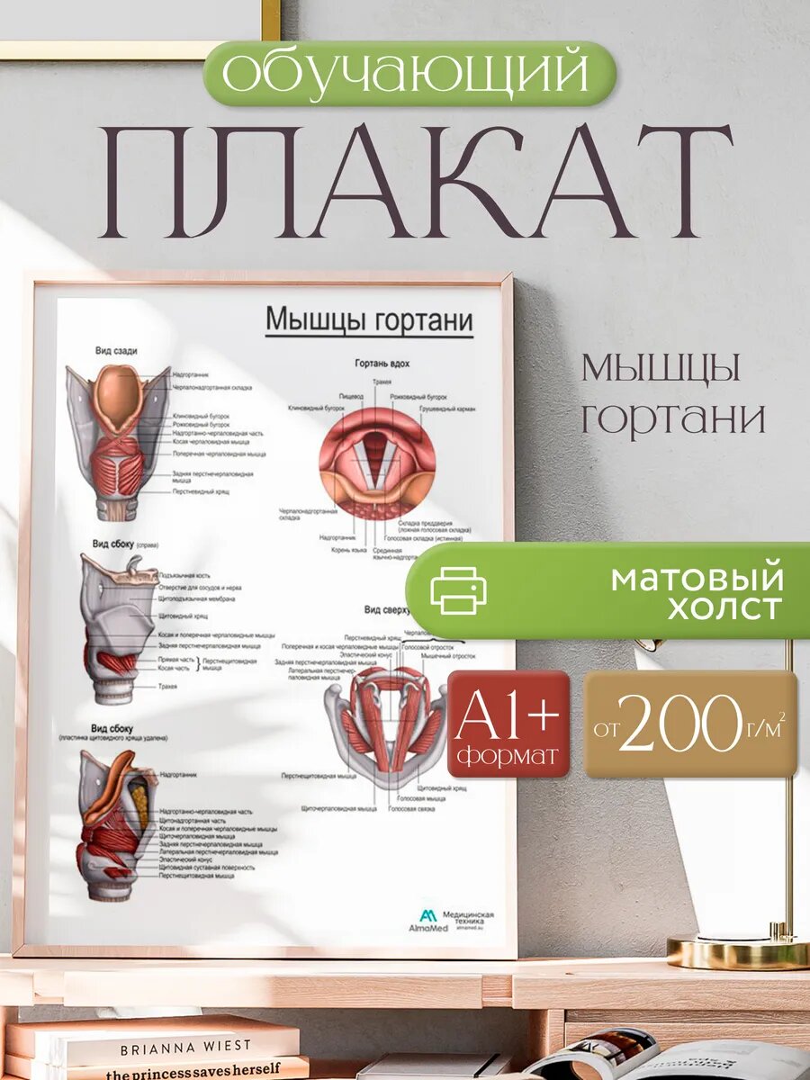 Мышцы гортани, плакат А1+, матовый холст от 200г/м2