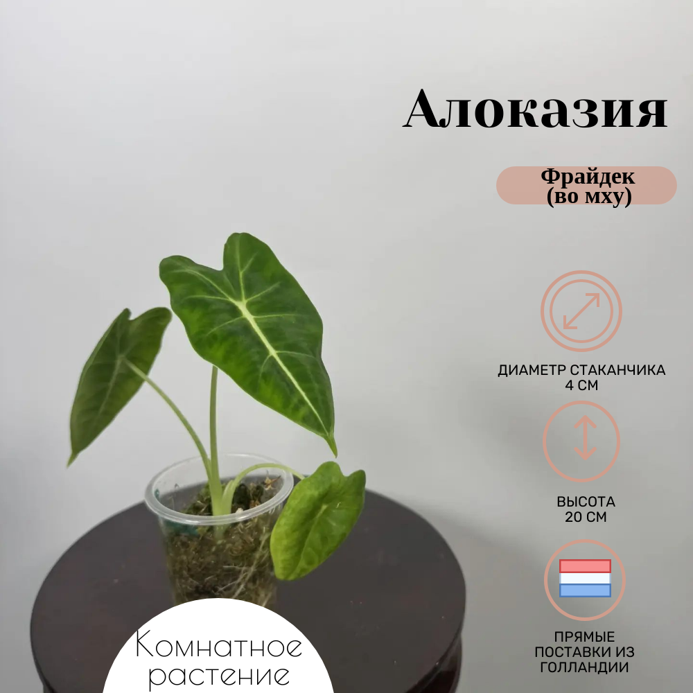 Комнатное растение Алоказия Фрайдек во мху, высота 20 см
