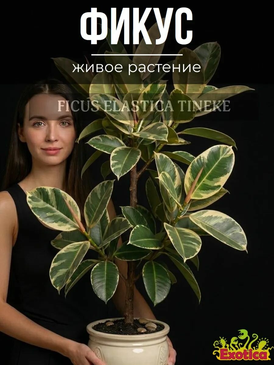 Фикус Эластика Тинеке (Ficus Elastica Tineke) D6см, растение в горшке