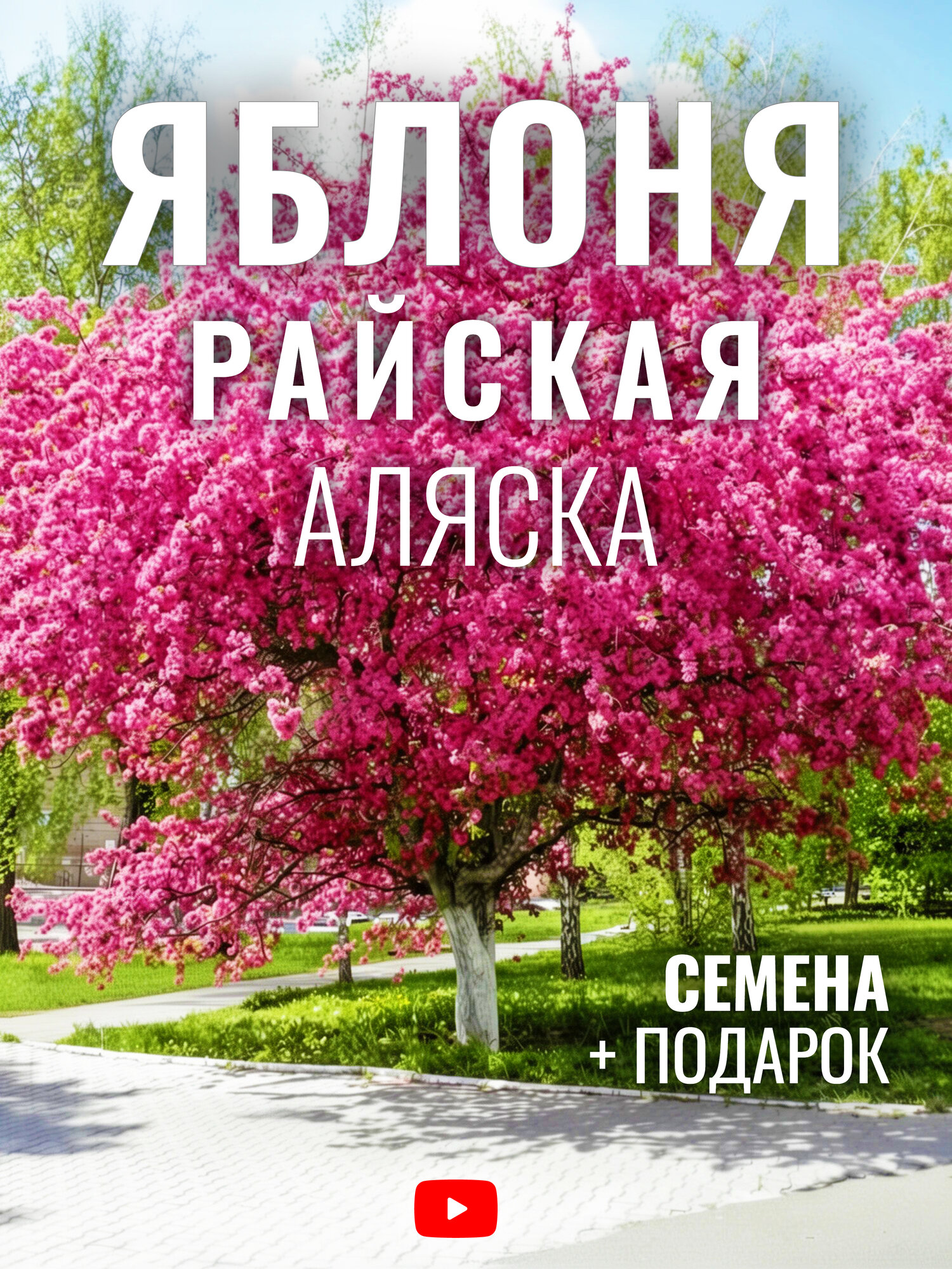 Яблоня Райская Аляска, Семена, 5 шт, семена декоративных растений
