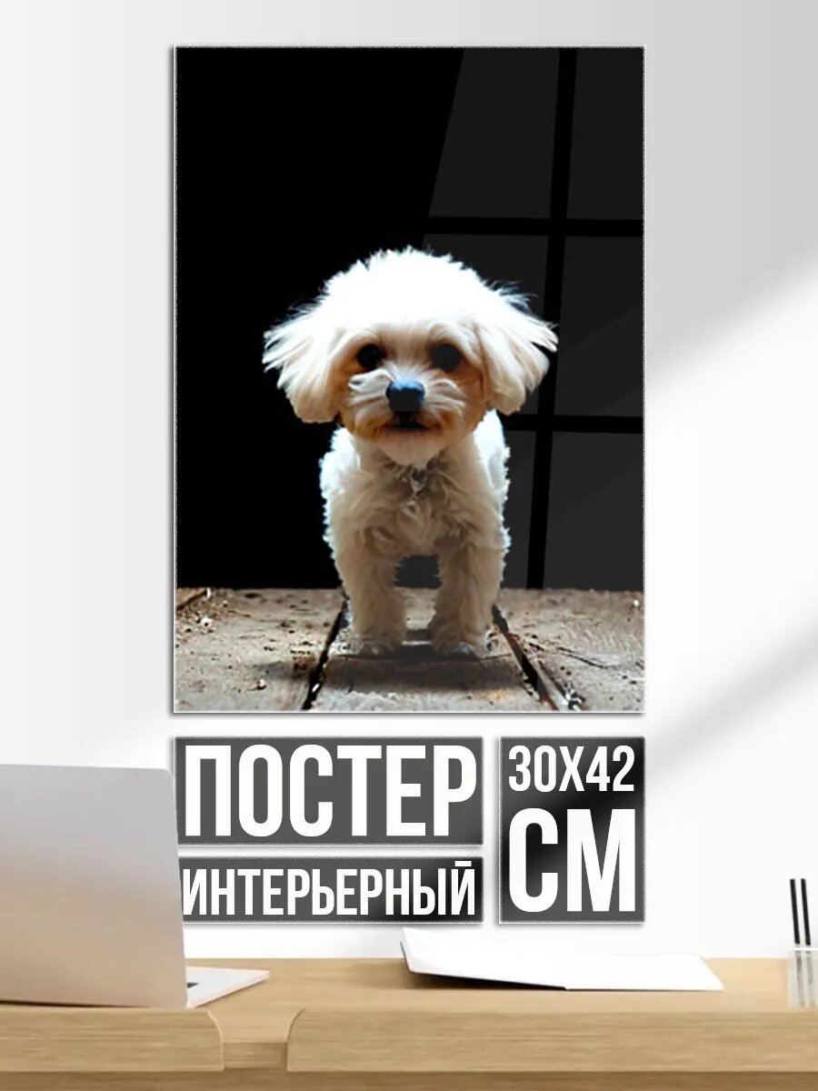 Постер на стену Бишон в подъезде