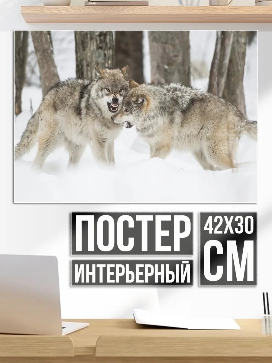 Плакат постер два волка в снегу