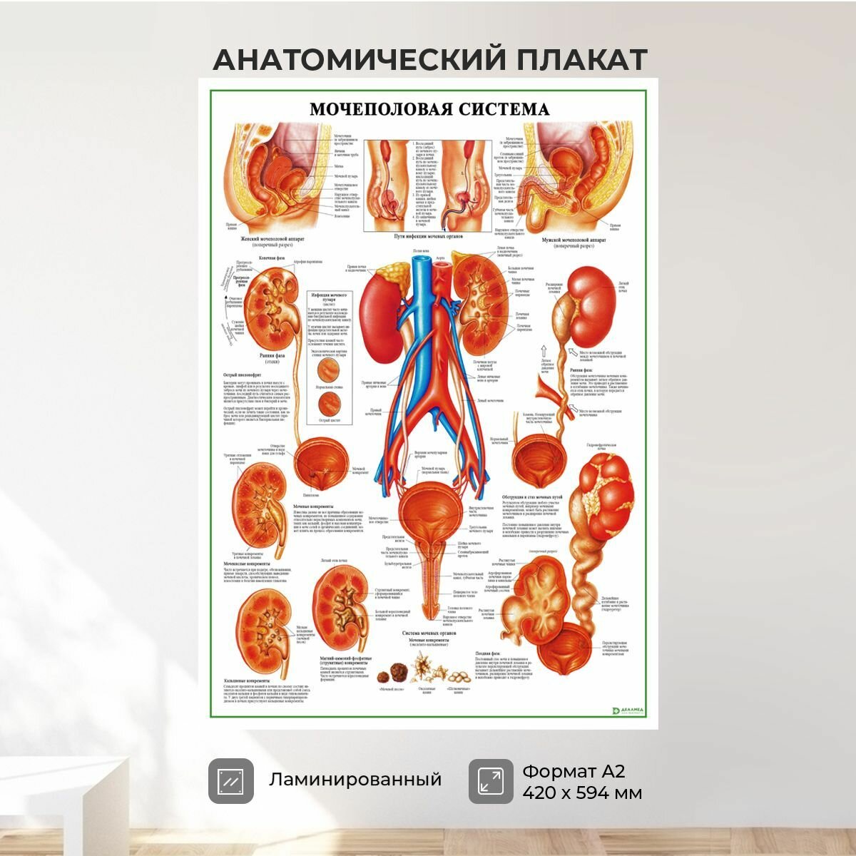 Обучающий медицинский плакат анатомия Мочеполовая система А2