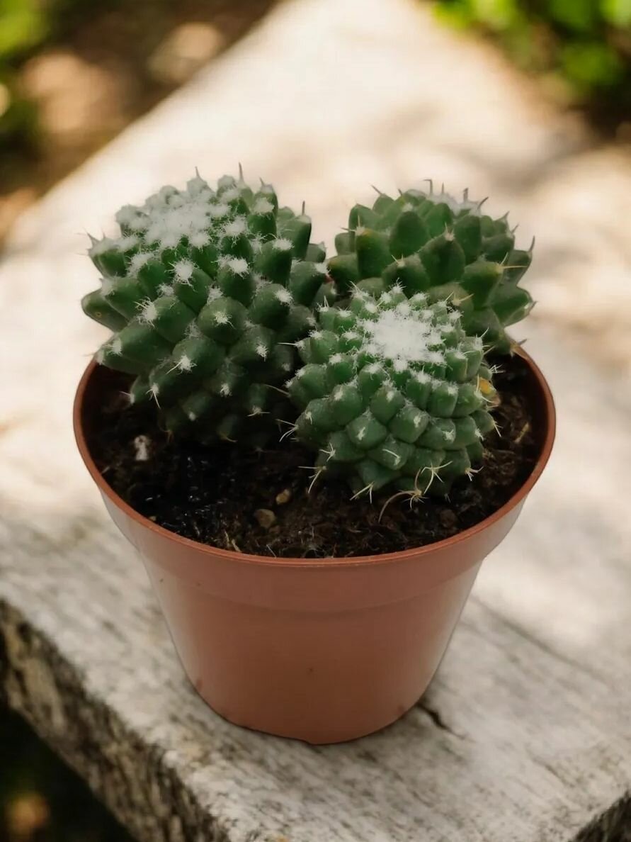 Кактус Маммиллярия Толука (Mammillaria Toluca) d8 см, живое комнатное растение суккулент в горшке