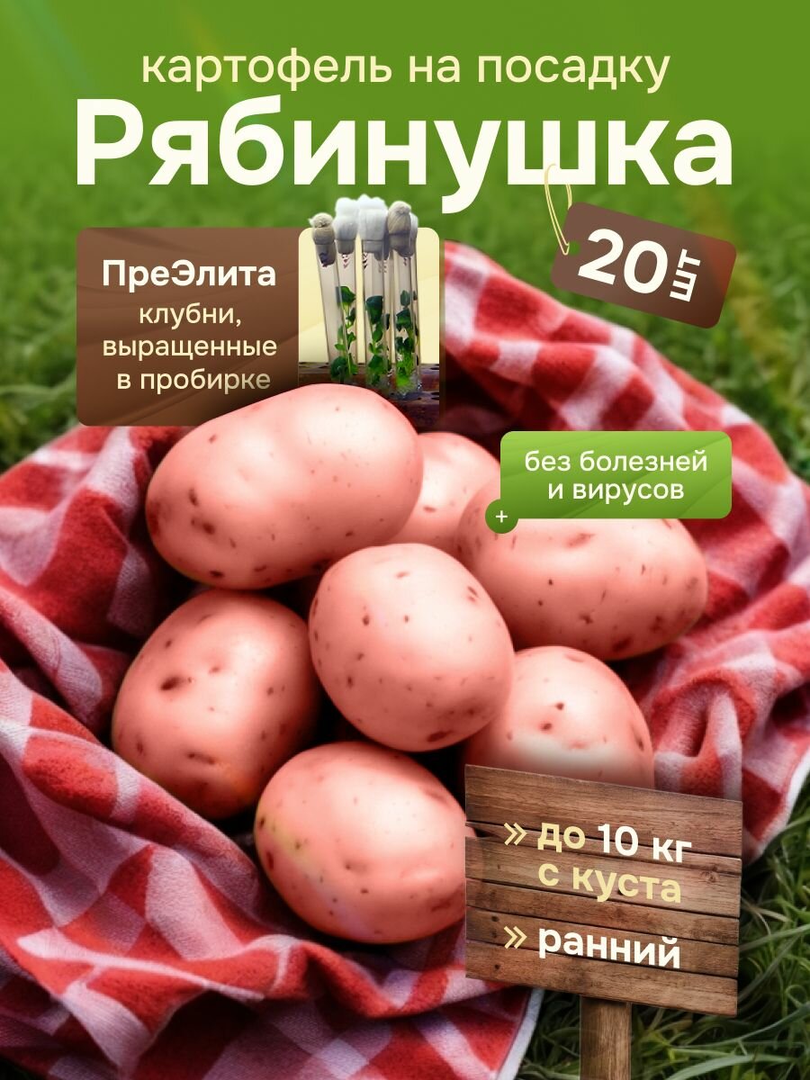 Семенной картофель на посадку Рябинушка 20 шт (ранний)