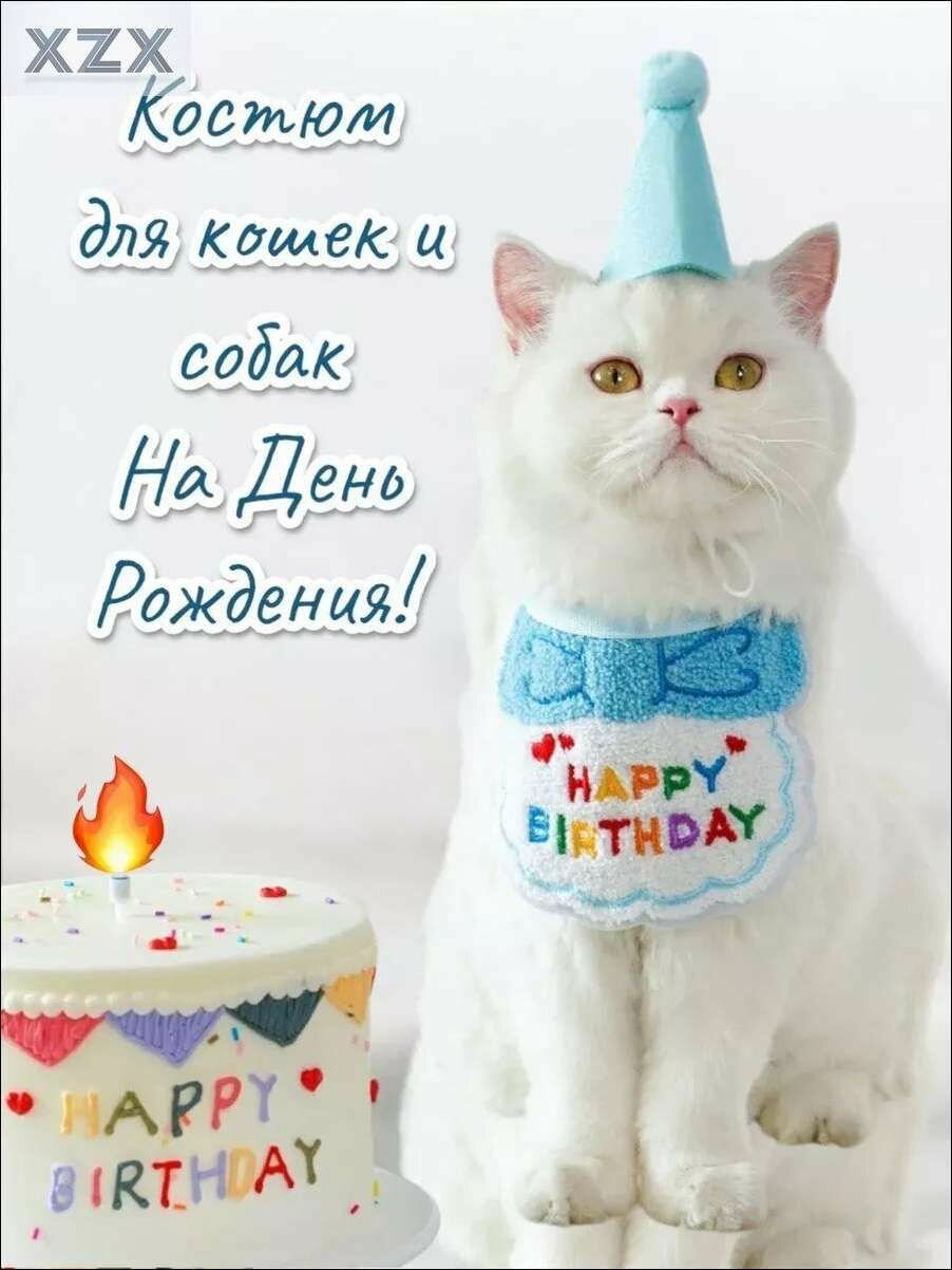 Ошейник и колпак для кошки и собаки на День Рождения