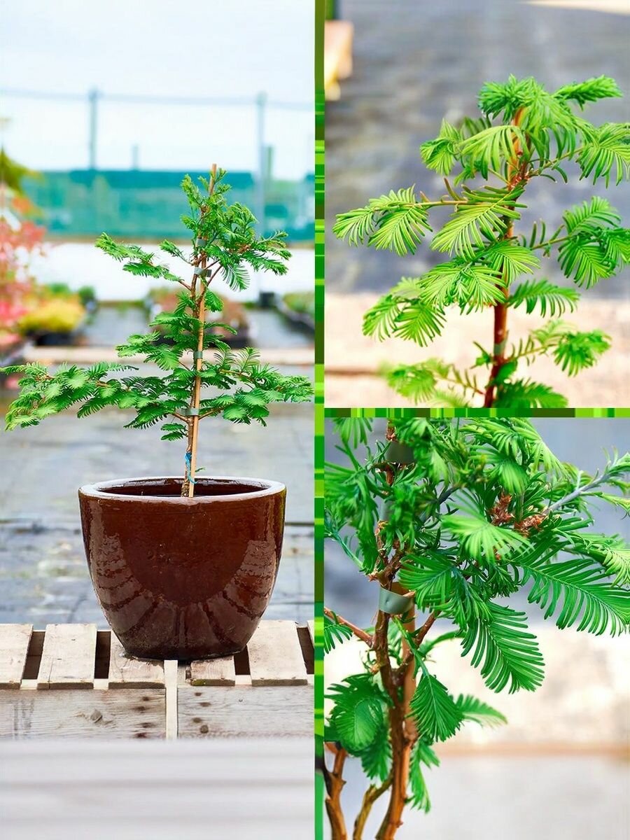 Метасеквойя Глиптостробусовая Диксу, Семена, 50 шт, семена хвойных