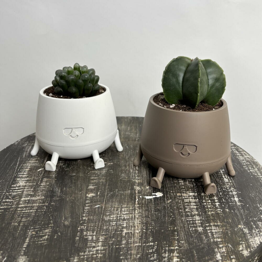 Набор комнатных растений в пластиковых горшках, Хавортия Купер и Астрофитум, 10 см