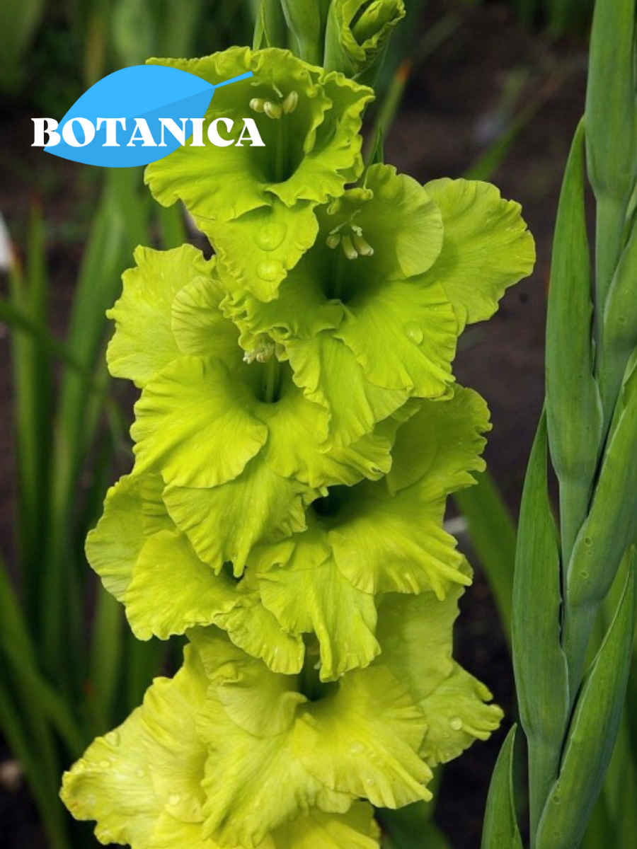 Луковицы цветов, botanica garden , Гладиолус Спринг Грин (10 штук)