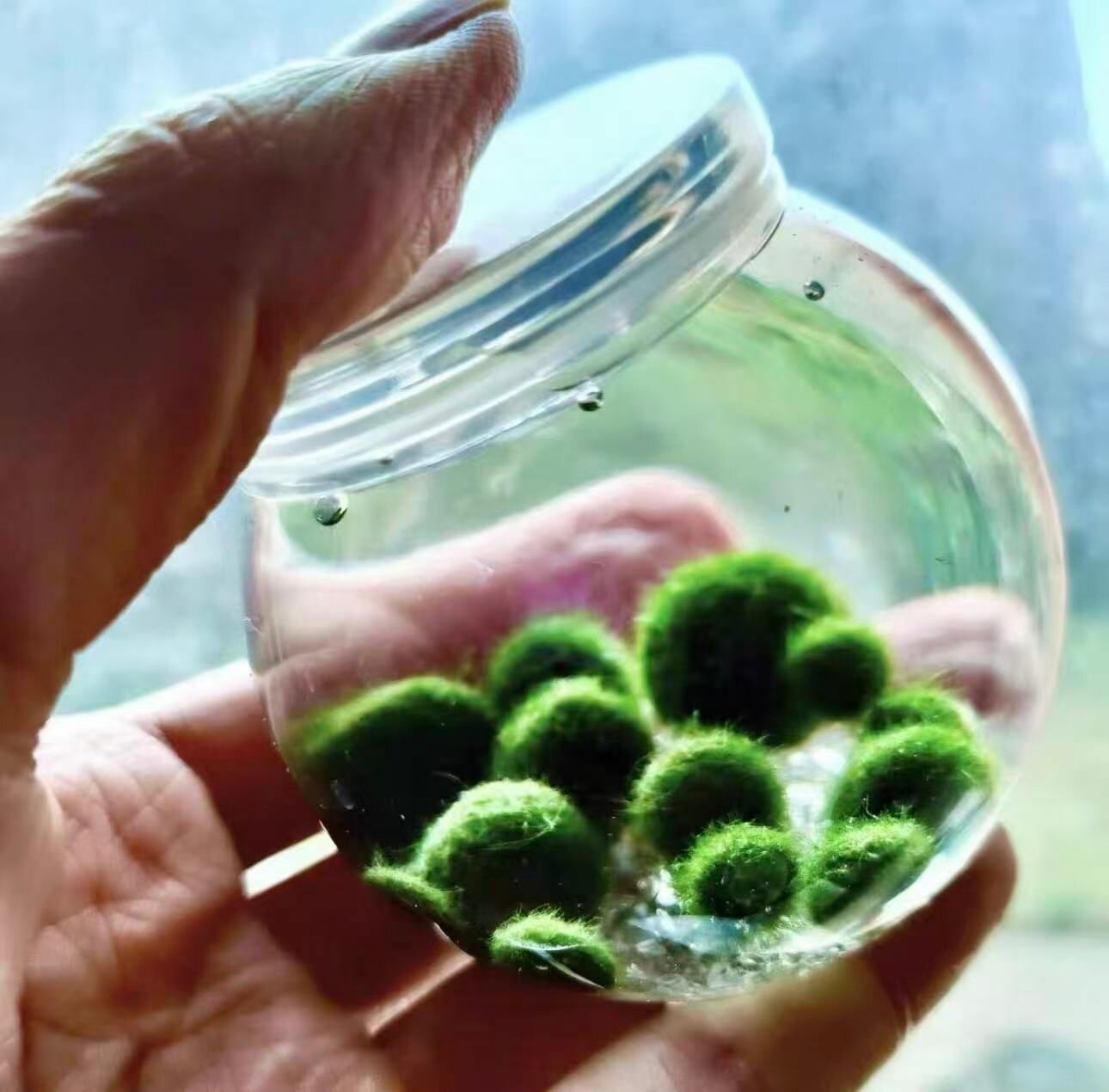 Шаровидная кладофора (мох маримо) 1см 2шт для аквариума и декора