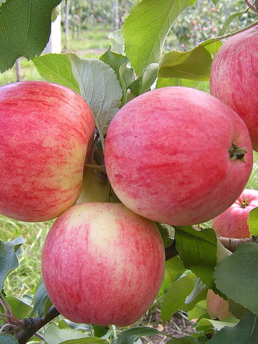 Яблоня "Мельба", морозостойкая, многолетняя, скороплодная, высокая урожайность, зкс