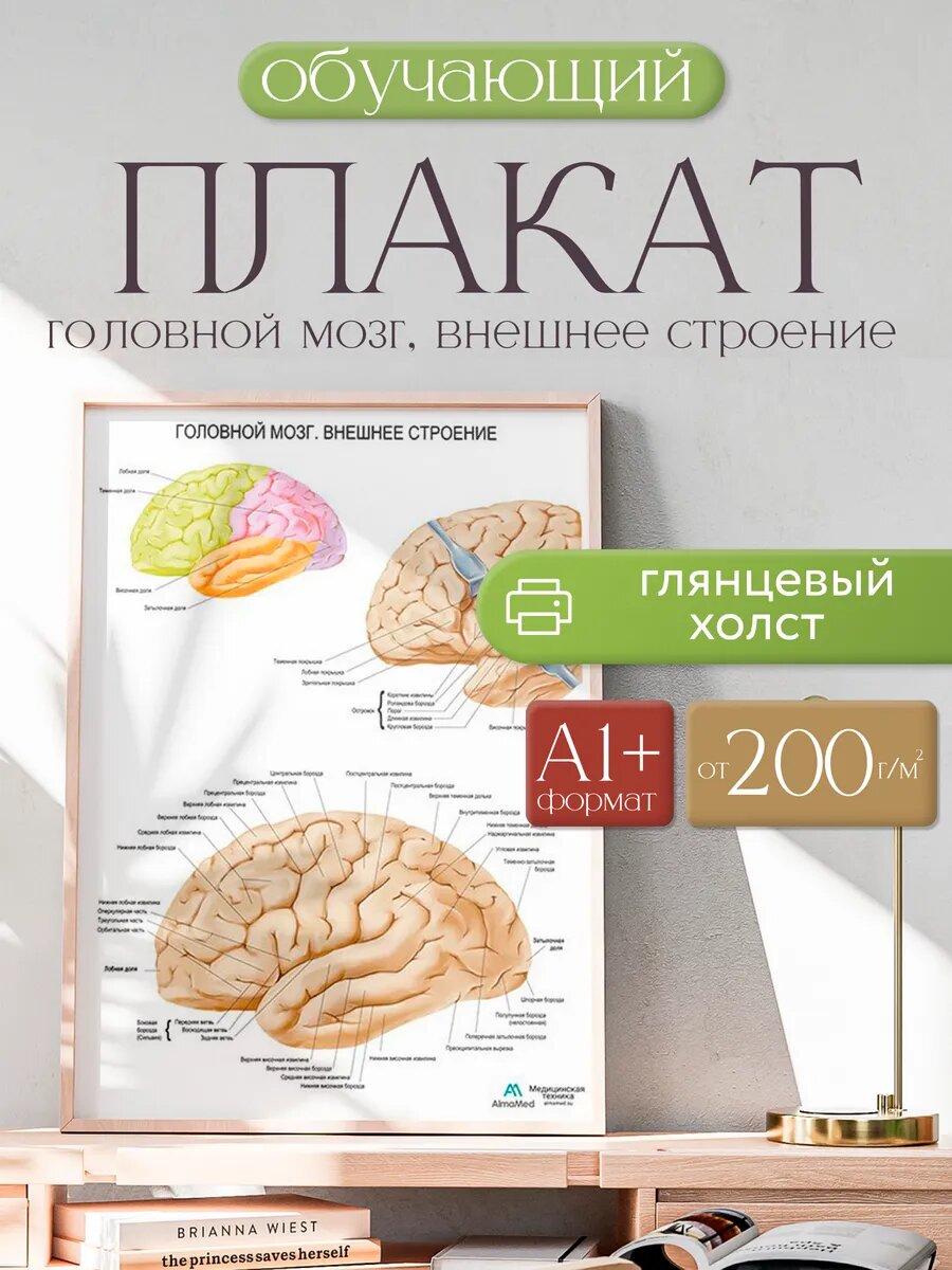 Головной мозг, внешнее строение (анатомия человека) плакат глянцевый А1+, глянцевый холст от 200г/м2