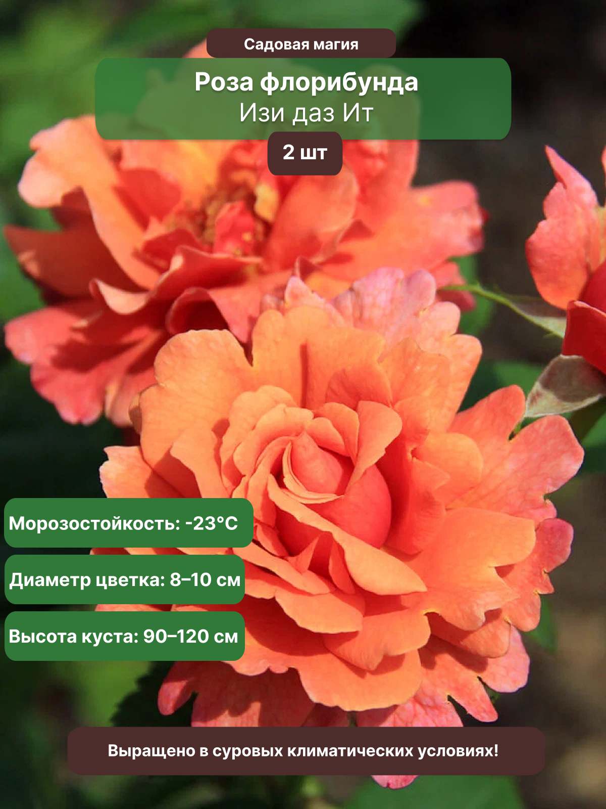 Роза Флорибунда Изи даз ит , 2 саженца , многолетняя , оранжевая