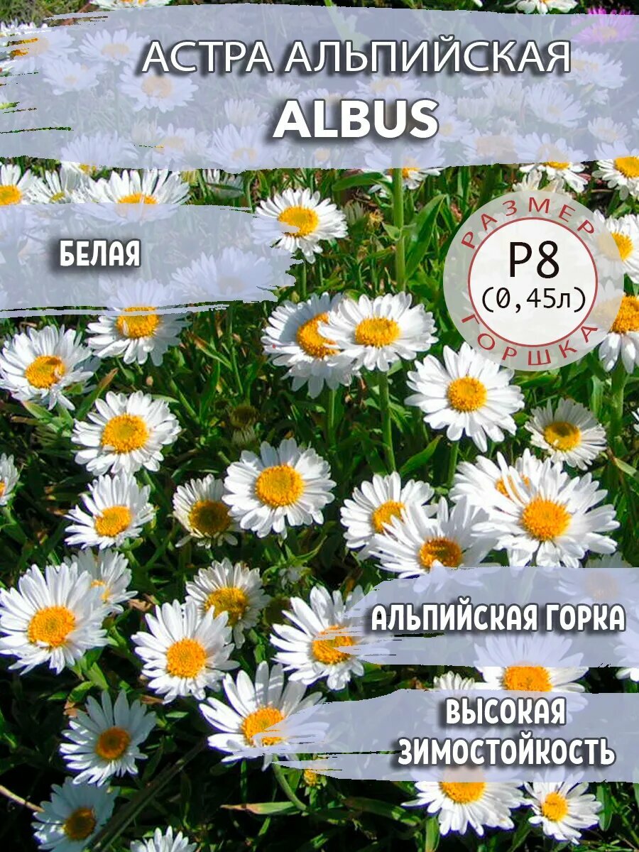 Астра альпийская Albus