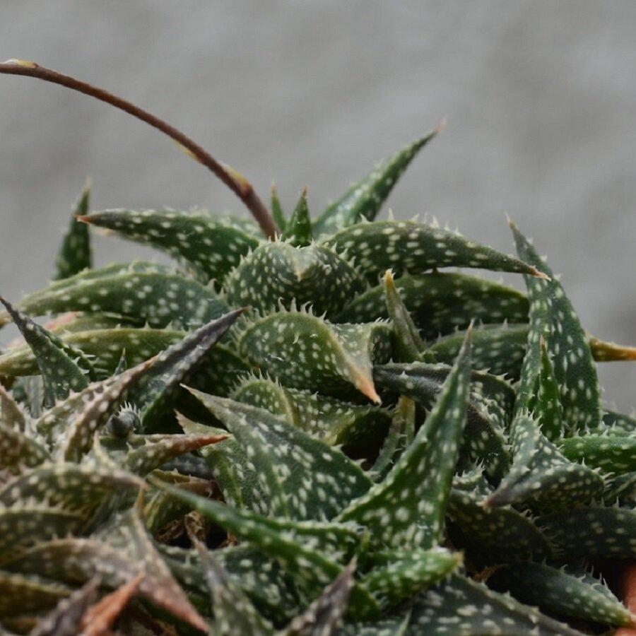 Семена Деодар Суккулент Aloe descoingsii v. angustinae 10 шт.