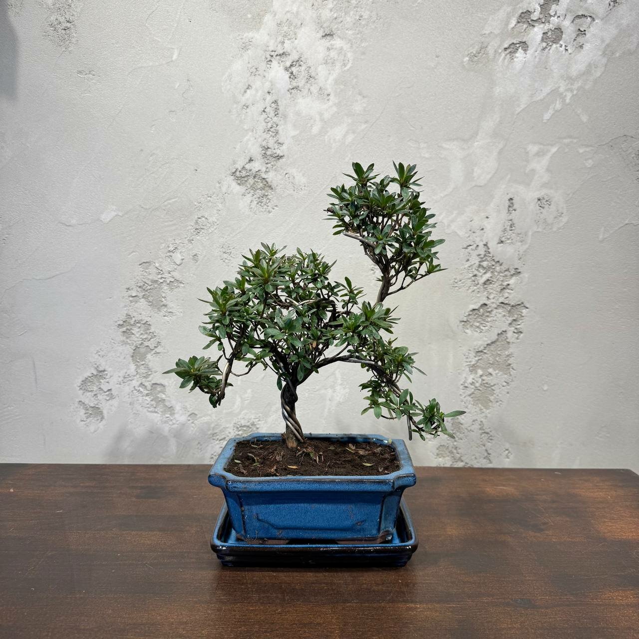 Комнатное растение бонсай "Азалия" цветущее "Искусство бонсай"