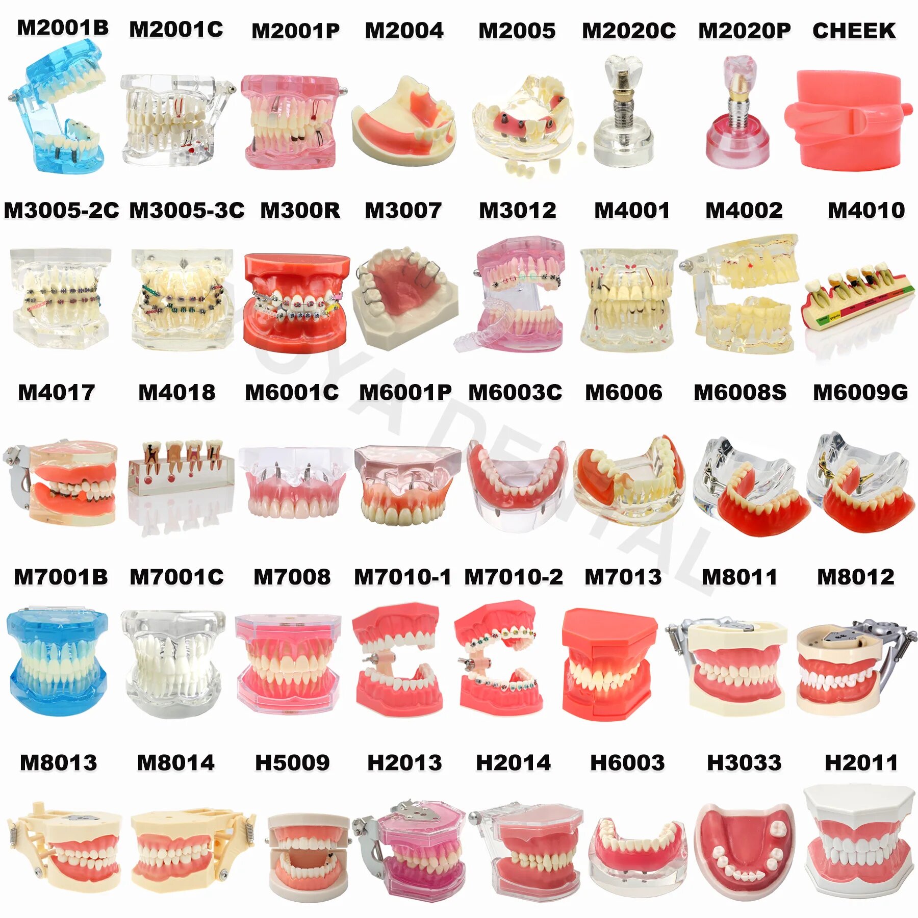 Стоматологические модели YOYADENT teeth model — фото 1