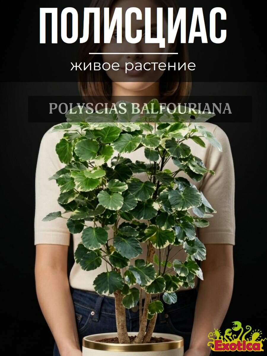 Полисциас Бальфура (Polyscias Balfouriana) D6см, комнатный цветок
