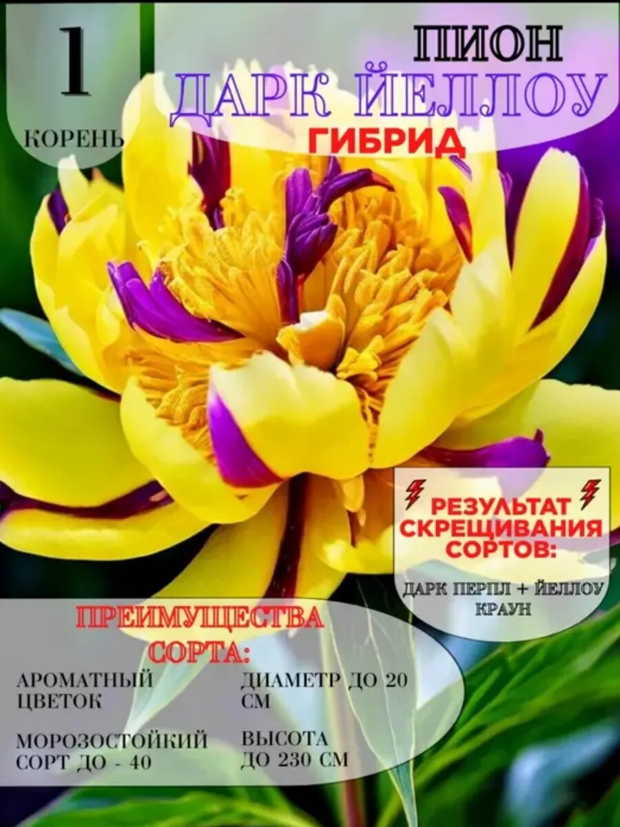 Пион многолетний Дарк йеллоу гибрид