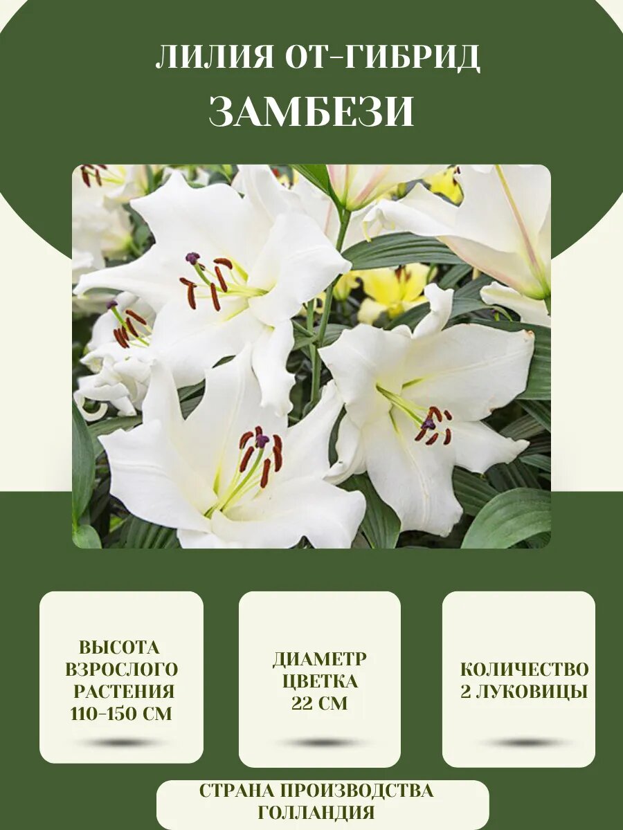 Лилии луковицы/ Луковичные растения