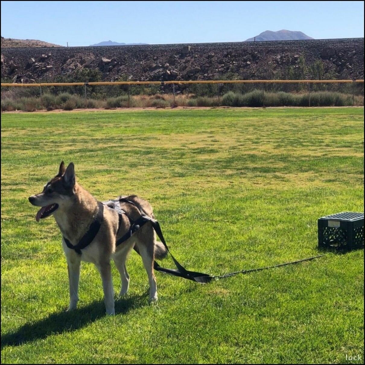 Ездовая шлейка для собак для тренировок, вейтпуллинга и катания на санях, Усиленная Y-образная упряжь для крупных пород (хаски, маламут, овчарка), для развития мышц