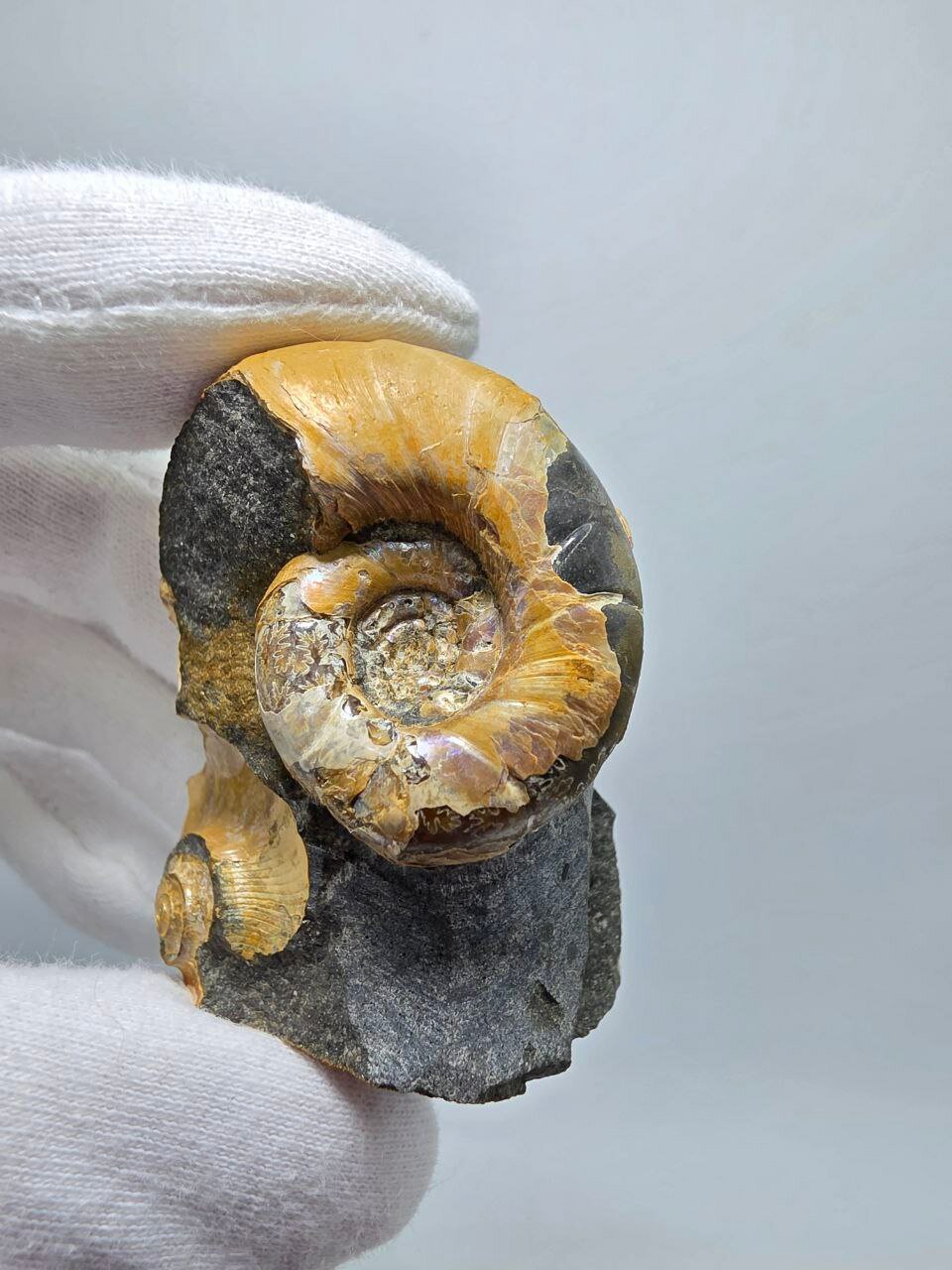 Аммонит перламутровый в породе 50 мм, 63 г.