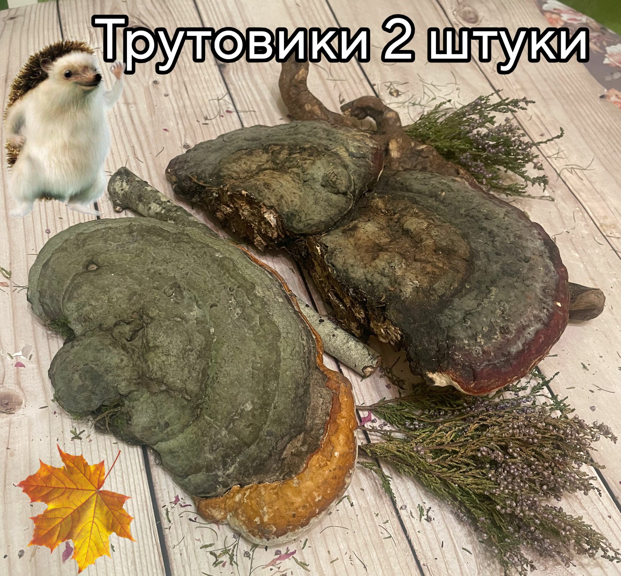 Набор для творчества. Трутовики большие 2 шт.