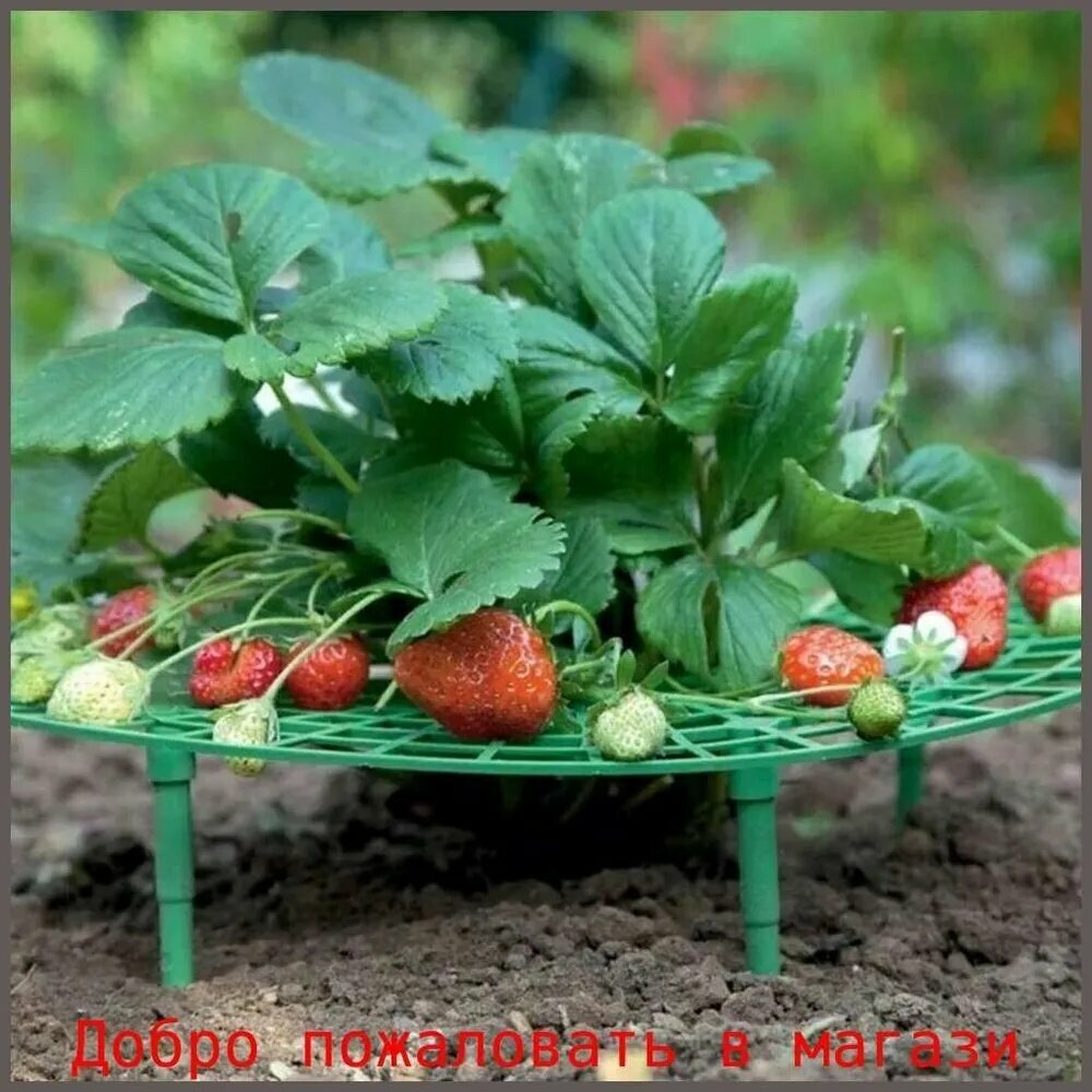 Шпалера,5см,10шт — фото 1