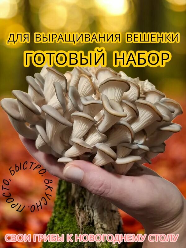 Готовая грибница Вешенки набор для выращивания дома