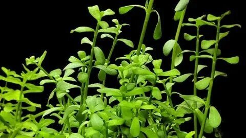 Бакопа монье. Живое аквариумное растение