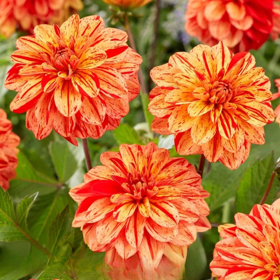 Георгина Пазолини (1 клубень), Нидерланды